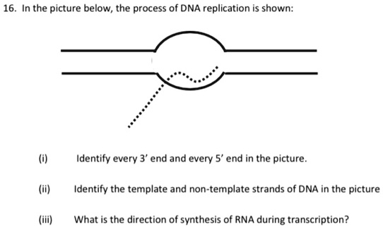 in the picture below the process of dna replication is shown identify ...