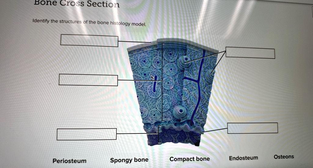bone cross section identify the structures of the bone histology model periosteum spongy bone ...