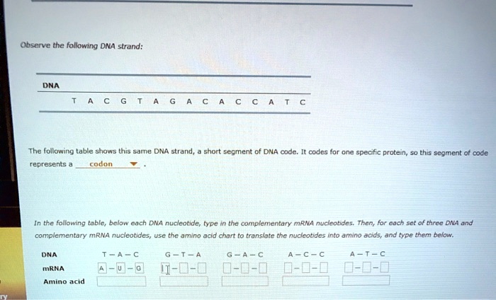obsene the following dna strand dna the followirg table shows uis samne ...