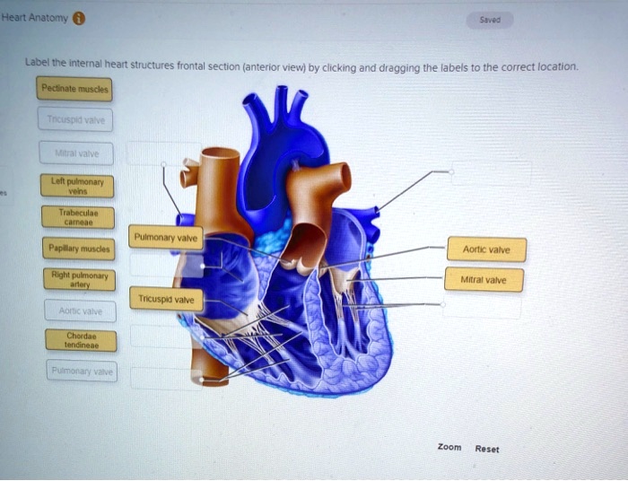 heart anatony label the internal heart structures frontal section ...