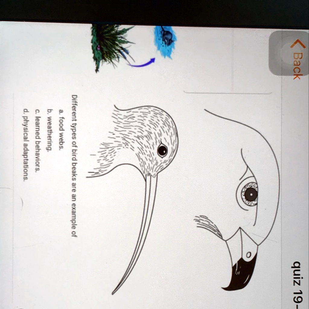 SOLVED: 'Different types of bird beaks are an example SOLVED: 'Different types of bird beaks are an example
