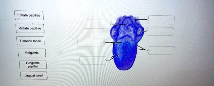 SOLVED: Foliate papillae Vallate papillae Palatine tonsils Epiglottis ...