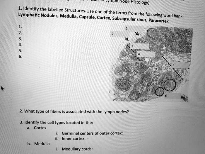 Solved Node Histology Identify The Labelled Structures Use One Of The