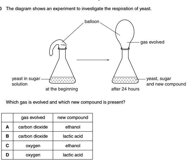 the diagram shows an experiment to investigate the respiration of yeast ...