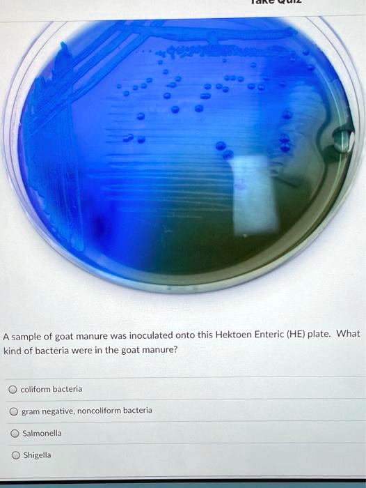 A sample of goat manure was inoculated onto this Hektoen Enteric (HE ...