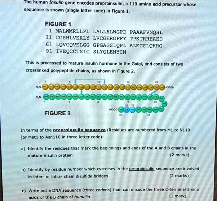 The human Insulin gene encodes preproinsulin, a 110 amino acld ...