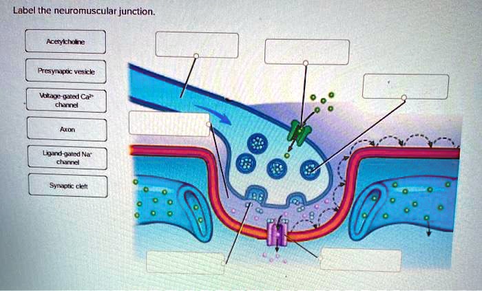 label the neuromuscular junction label the neuromuscular junction ...