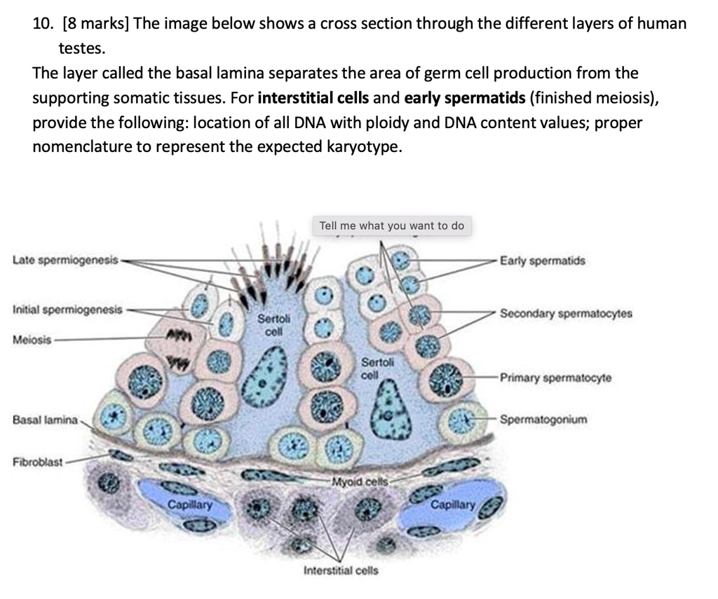 10. [8 marks] The image below shows a cross section through the ...