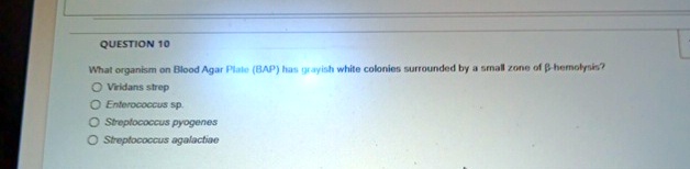 QUESTION 10 What organism on Blood Agar Plate (BAP) has grayish white ...