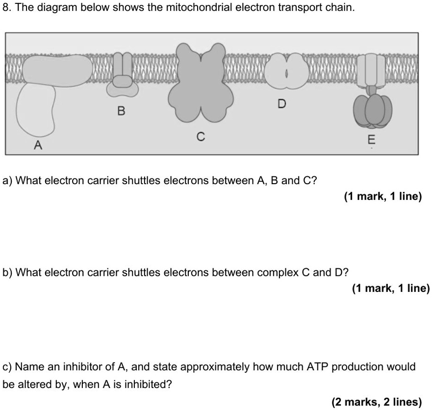SOLVED: 8. The diagram below shows the mitochondrial electron transport ...