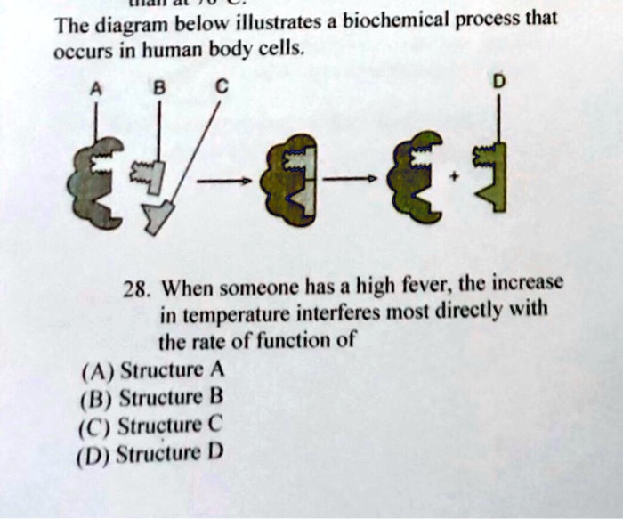 SOLVED: The diagram below illustrates a biochemical process that occurs ...