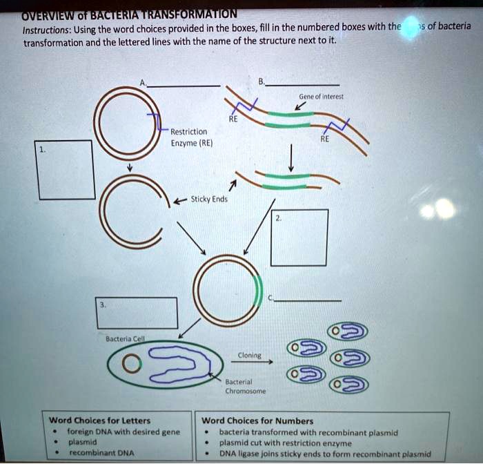 SOLVED: OVERVIEW OF BACTERIA TRANSFORMATION Instructions: Using the ...