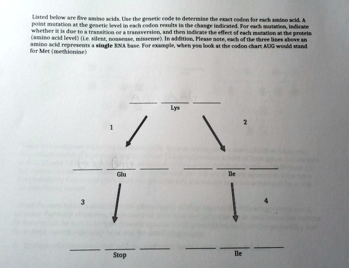 SOLVED: Listed below are the amino acids. Use the genetic code to determine the exact codon for ...