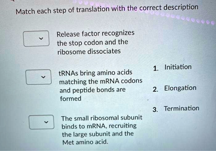 SOLVED: Match each step of translation with the correct description ...