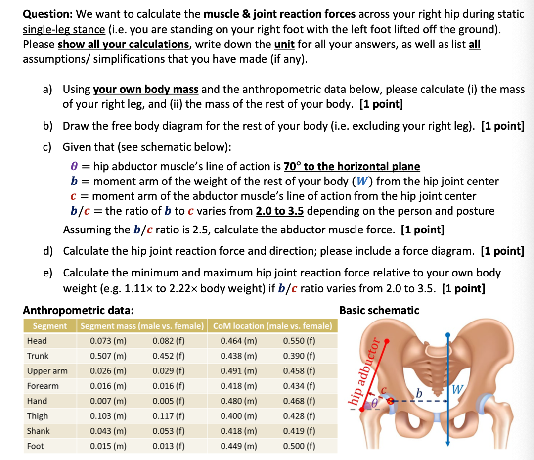 SOLVED: Question: We want to calculate the muscle & joint reaction ...