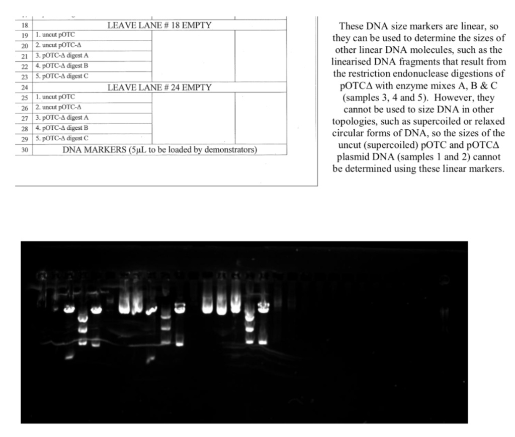 SOLVED: LEAVE LANE # [8 EMPTY These DNA size markers are linear; so ...