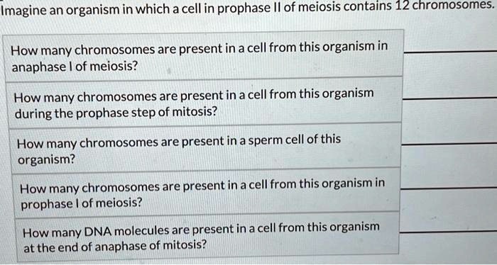 SOLVED: Imagine an organism in which a cell in prophase II of meiosis ...