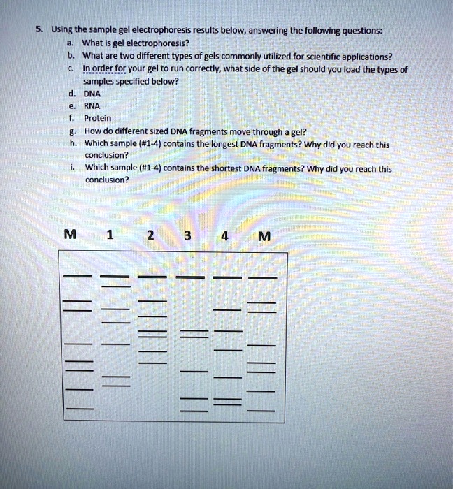 using the sample gel electrophoresis results below answering the ...