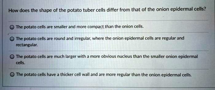 SOLVED: How does the shape of the potato tuber cells differ from that ...