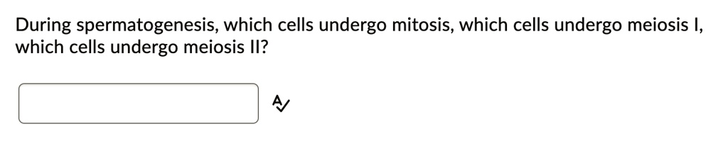 SOLVED: During spermatogenesis, which cells undergo mitosis, which ...