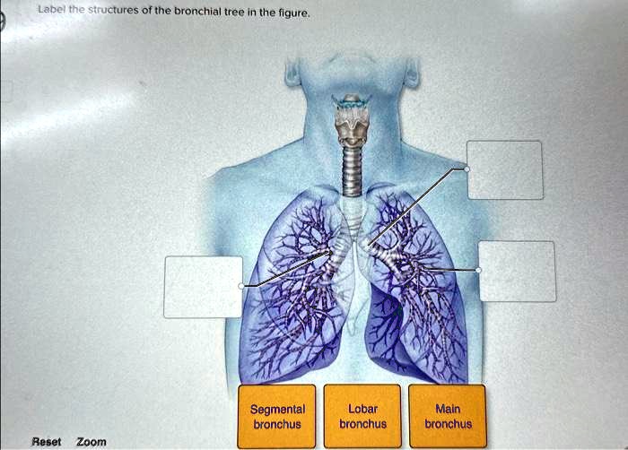 label the structures of the bronchial tree in the figure segmental ...