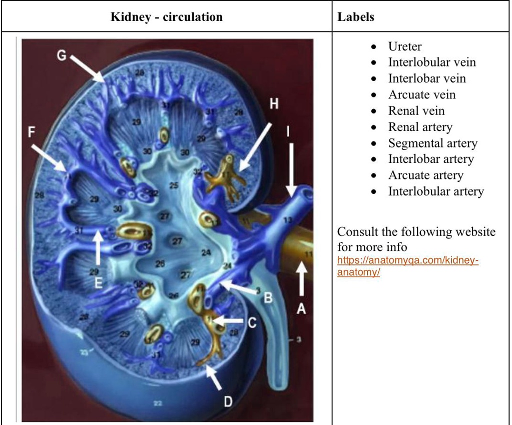 Kidney - circulation Labels • Ureter • Interlobular vein • Interlobar ...