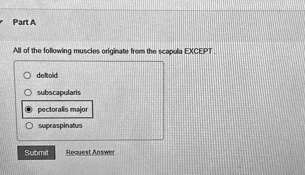 VIDEO solution: Part A All of the following muscles originate from the scapula EXCEPT: deltoid ...