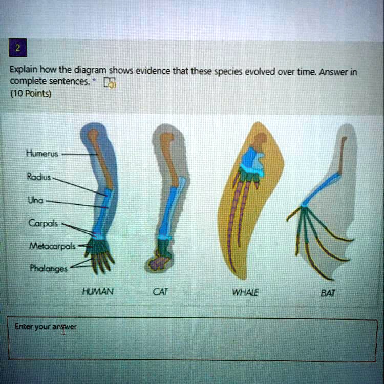 SOLVED: HELP!!!! Explain how the diagram shows evidence that these ...