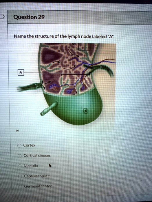 SOLVED: Name the structure of the lymph node labeled "A". A. Cortex B. Cortical sinuses C ...