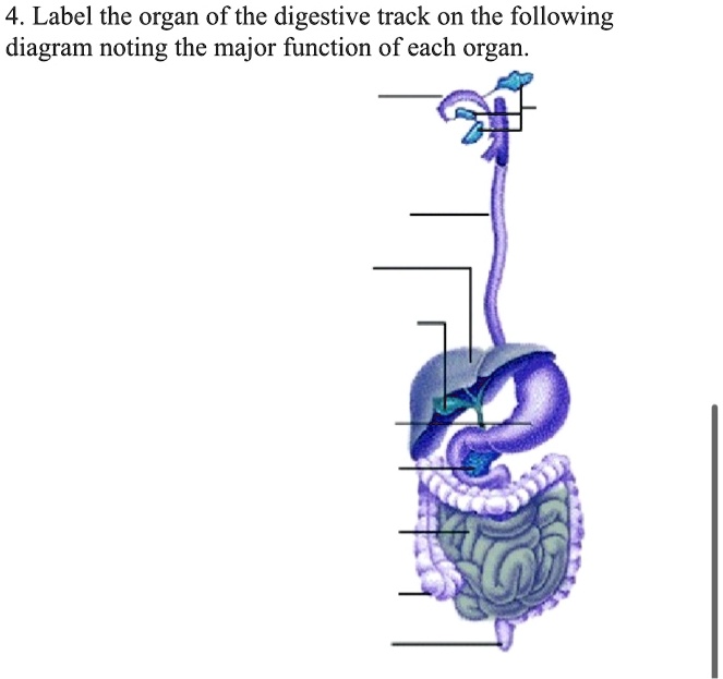 SOLVED: 4. Label the organ of the digestive track on the following diagram noting the major ...