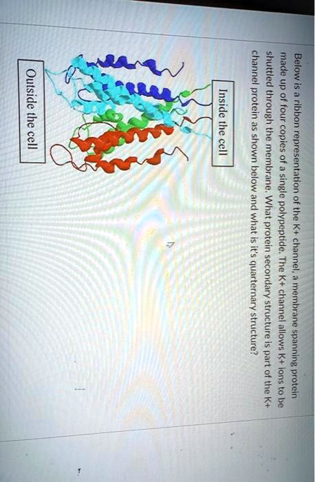 SOLVED: Ii Inside 5 Below isa ribbon the cell shown the membrane ...