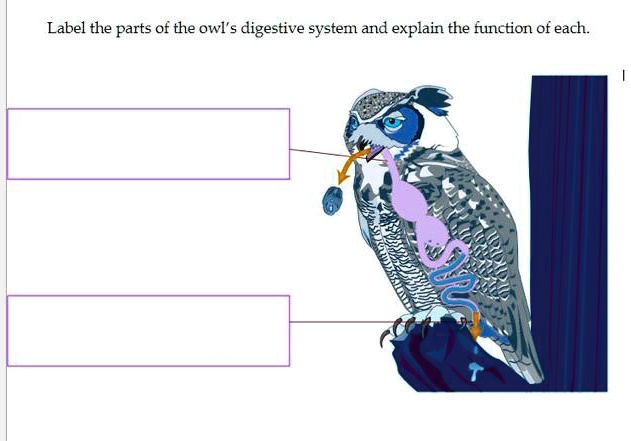 SOLVED: Label the parts of the owl's digestive system and explain the ...