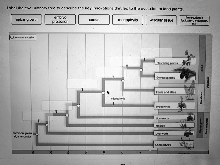Label the evolutionary tree to describe the key innovations that led to ...