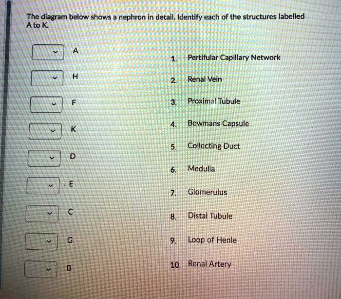 The diagram below shows a nephron in detail. Identify each of the ...