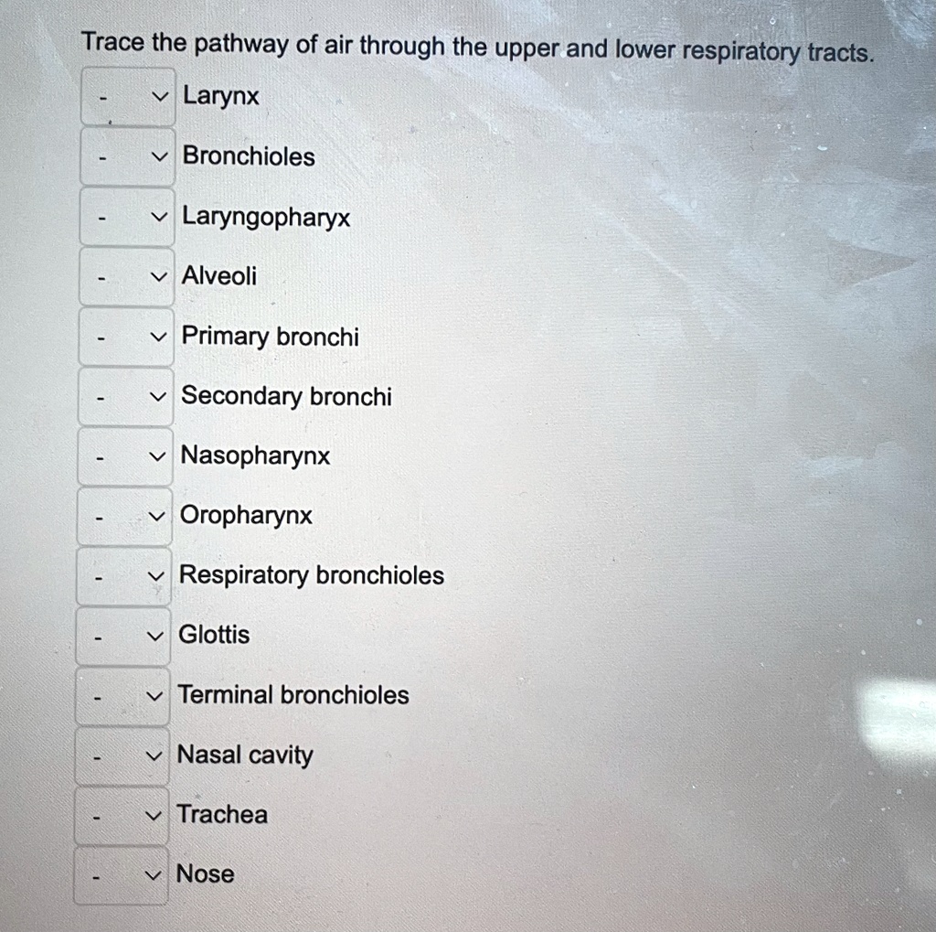 Trace the pathway of air through the upper and lower respiratory tracts ...