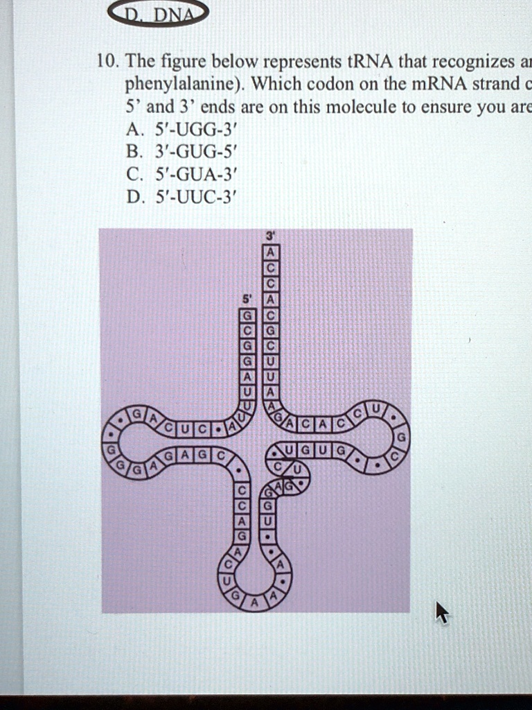 SOLVED: "The figure below represents tRNA that recognizes and binds a ...
