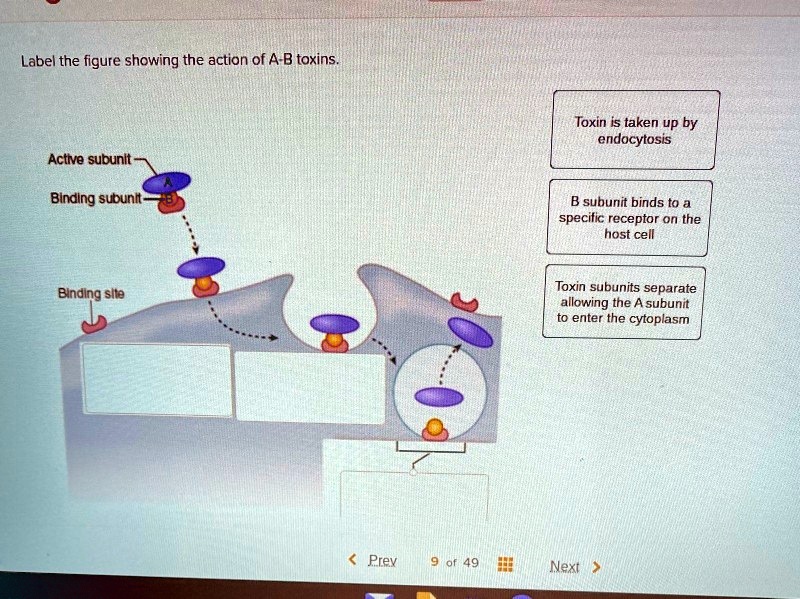 Label the figure showing the action of a b toxins toxin is...