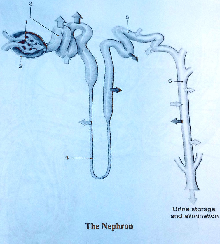 SOLVED: Urine storage and elimination The Nephron SOLVED: Urine storage and elimination The Nephron