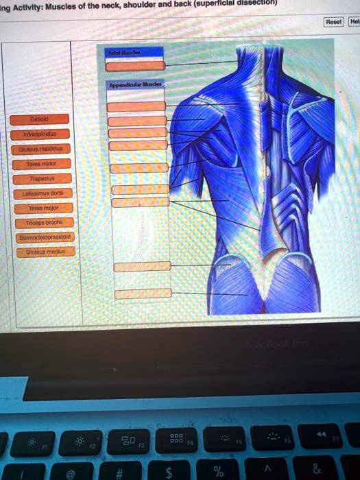 SOLVED: Ing Activity: Muscles of the neck, shoulder, and back ...