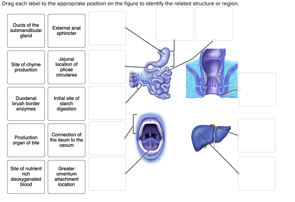 Text: Drag each label to the appropriate position on the figure to ...