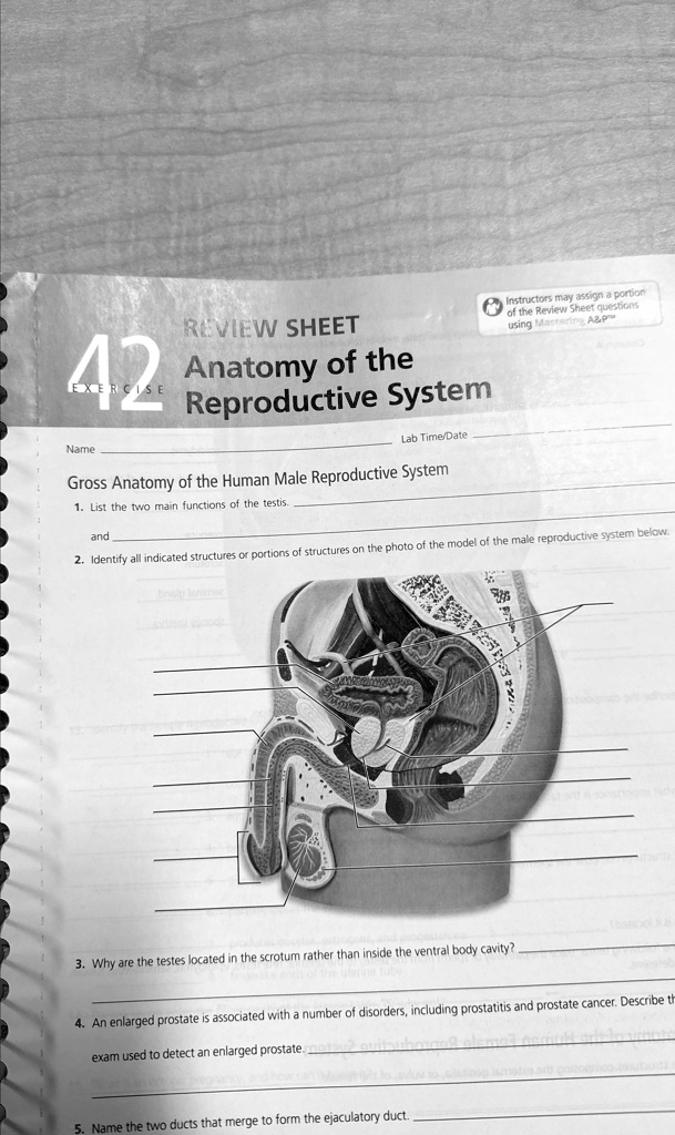 REVIEW SHEET 42 Anatomy of the Name Reproductive System Lab Time/Date ...