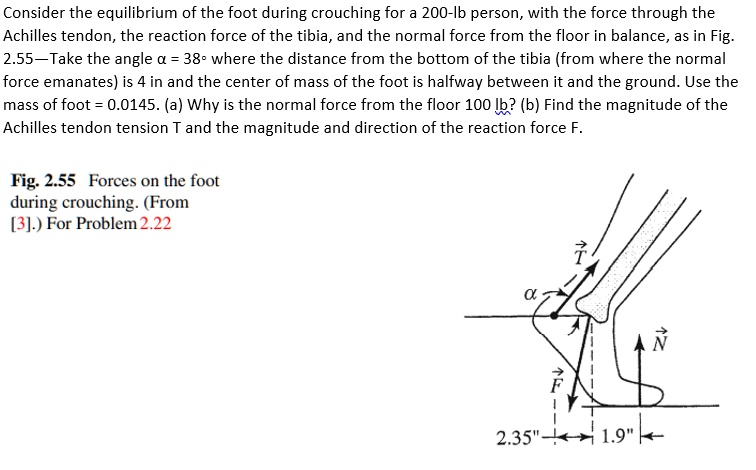 SOLVED: Consider the equilibrium of the foot during crouching for a 200 ...