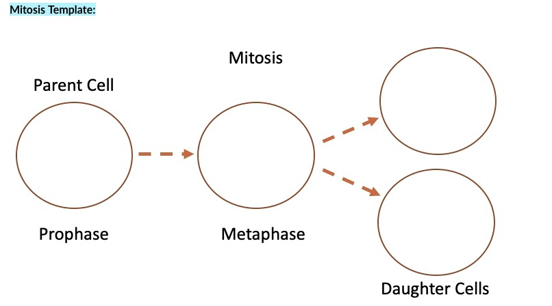 SOLVED: Mitosis Template: Mitosis Parent Cell Prophase Metaphase ...