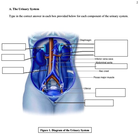 SOLVED: Type in the correct answer in each box provided below for each component of the urinary ...