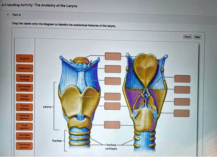 Art-labeling Activity: The Anatomy of the Larynx Part A Drag the labels ...