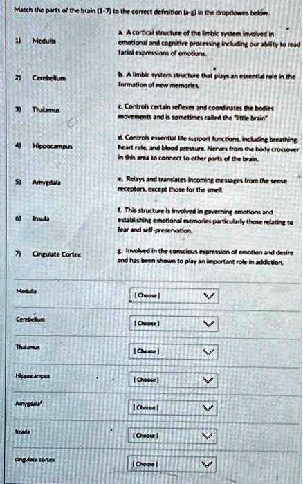 Match the parts of the brain (1-7) to the correct definition (a-g) in ...