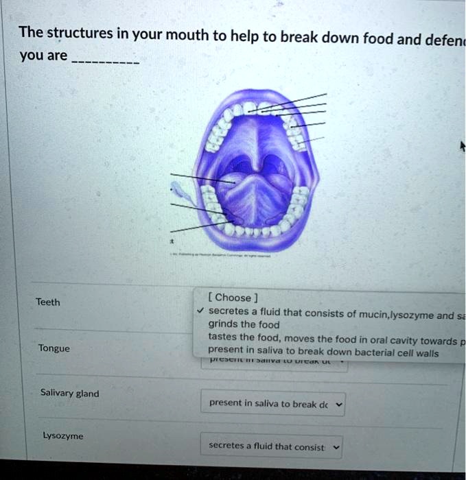 SOLVED: The structures in your mouth help to break down food and defend ...