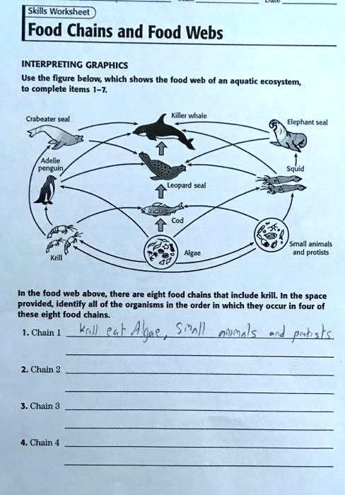 Skills Worksheet Food Chains and Food Webs INTERPRETING GRAPHICS Use ...