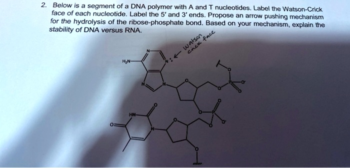 below is segment of a dna polymer with and nucleotides label the watson ...