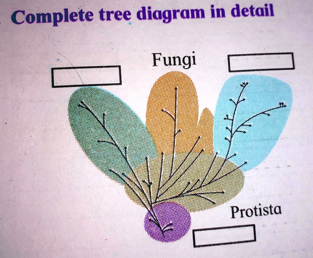 SOLVED: 'Complete tree diagrams in detail Complete tree diagram in ...